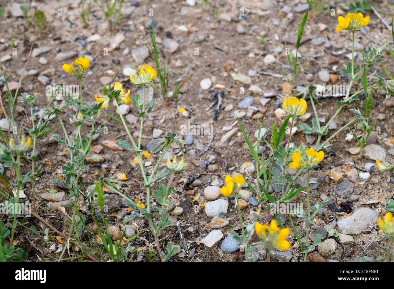 Hippocrepis salzmannii hi-res stock photography and images - Alamy