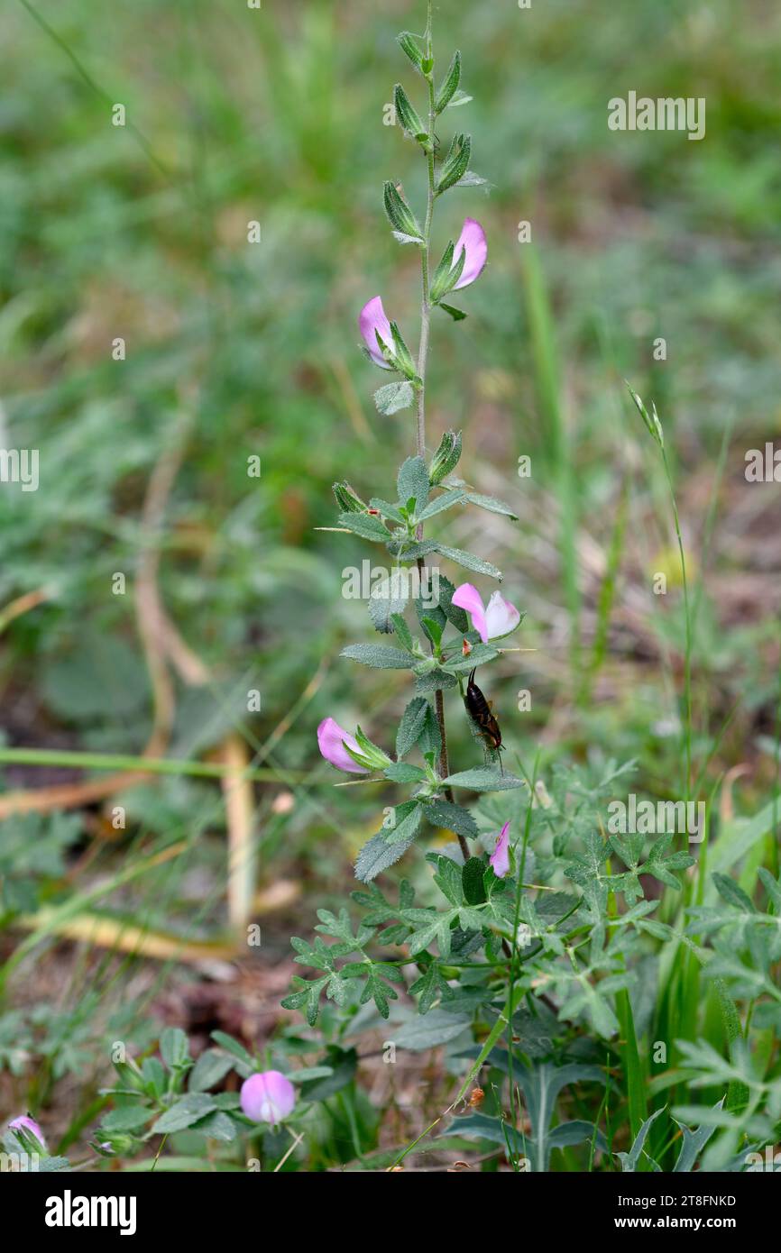 Spiny restharrow (Ononis spinosa) is a spiny perennial herb native to ...