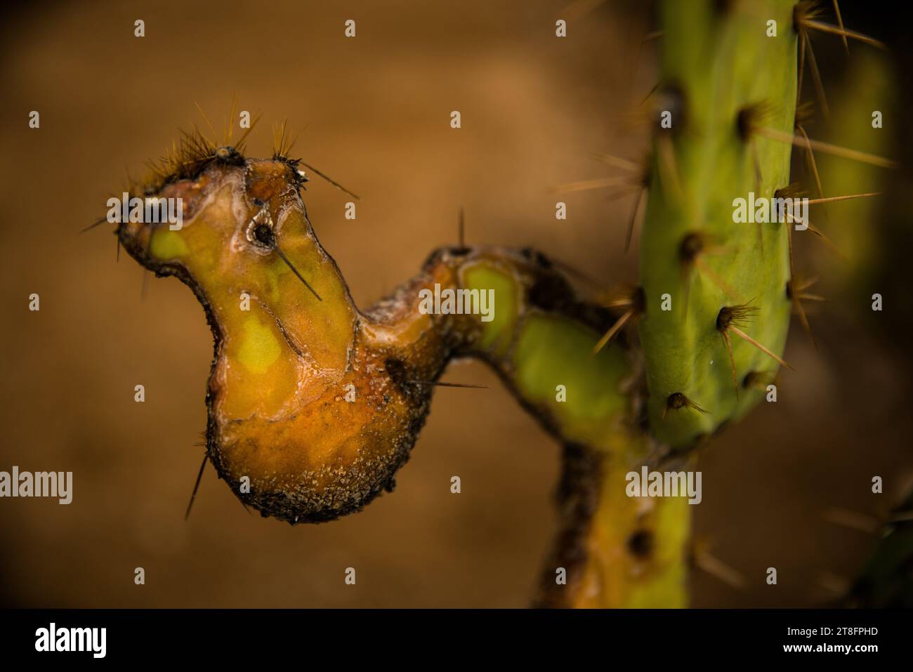 O ficus indicacactus study hi-res stock photography and images - Alamy