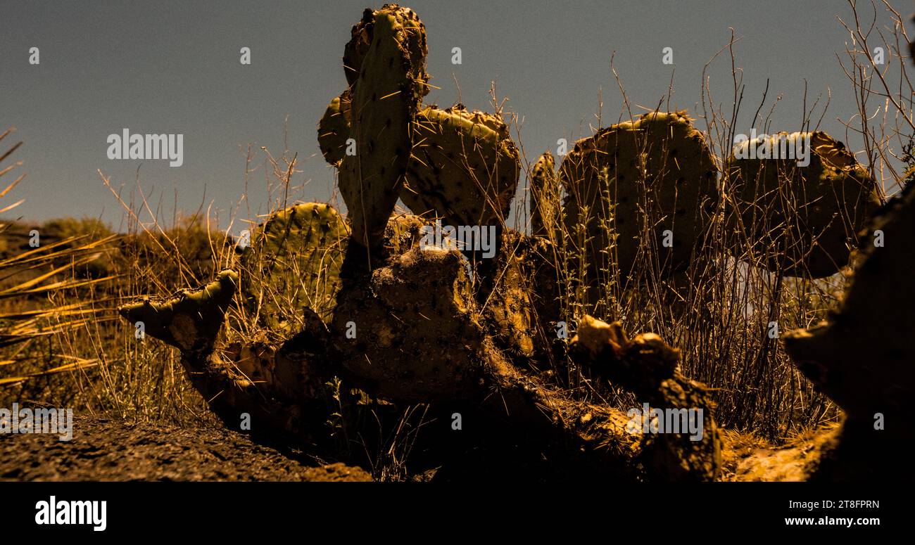 Dried cactus hi-res stock photography and images - Alamy