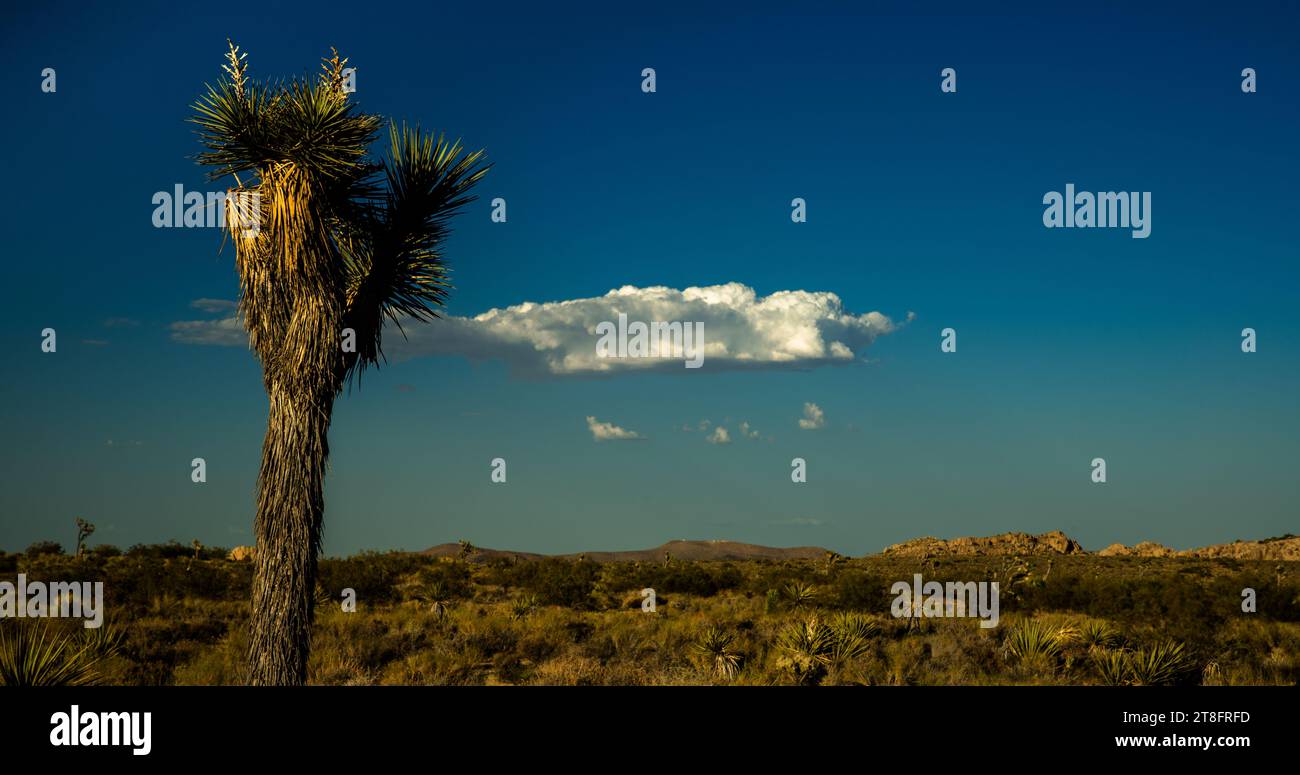 Mature Joshua Tree and interesting Stratocumulus floating in the summer ...