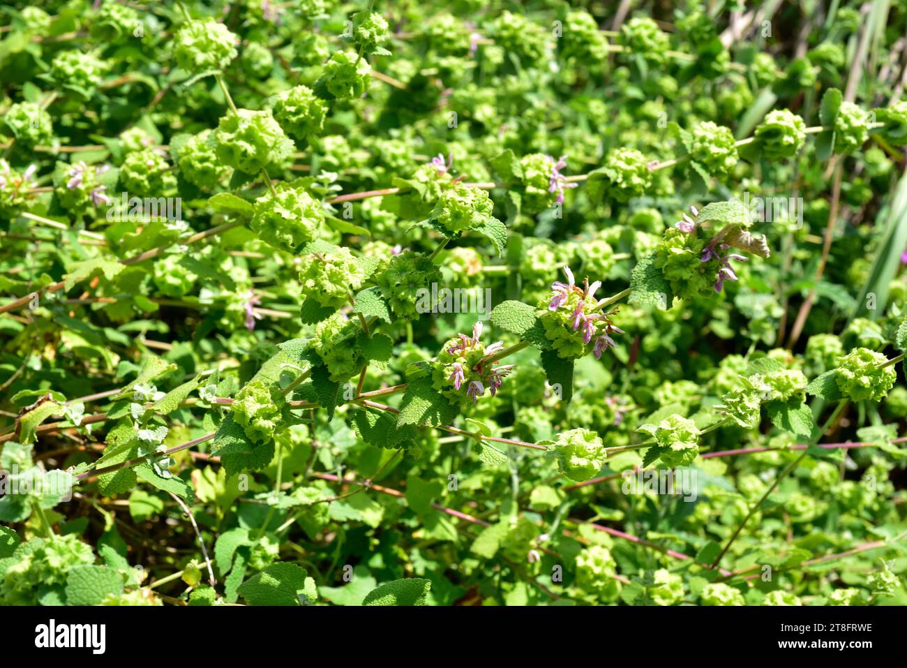 Ballota hirsuta maroccana or Pseudodictamnus hirsutus maroccanus is a ...