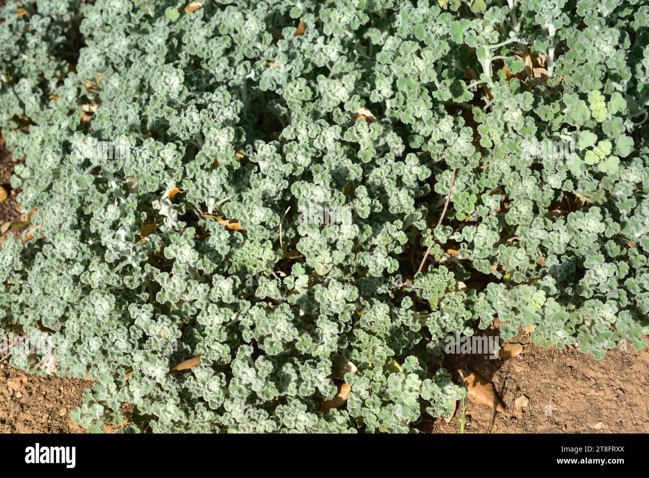 Marrubium multibracteatum is a perennial plant endemic to Morocco Stock ...