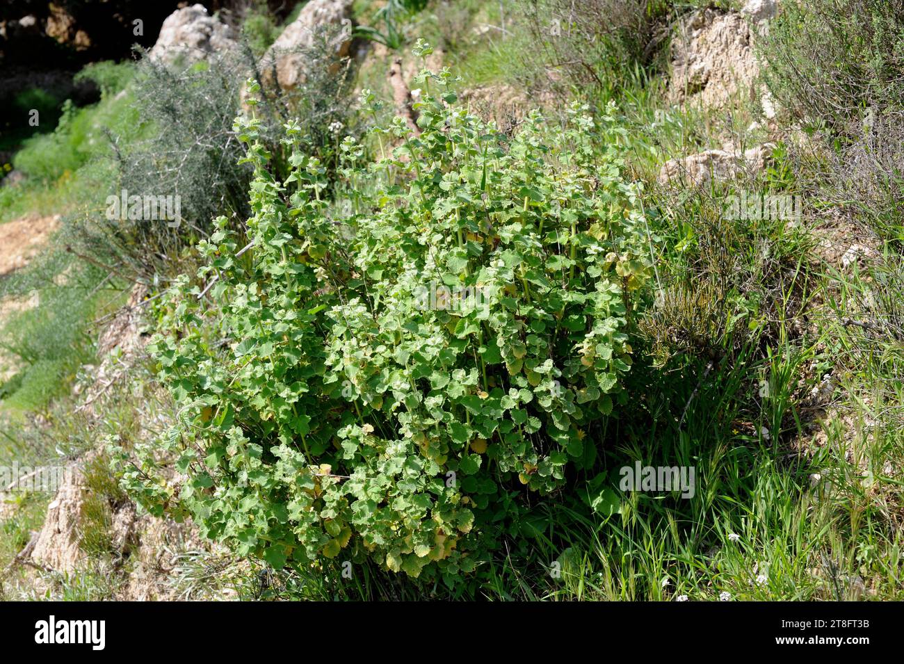 White horehound (Marrubium vulgare) perennial medicinal herb native to ...