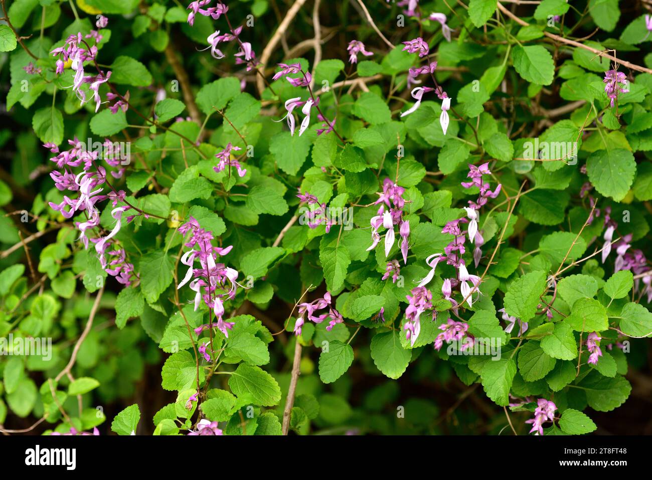 Orthosiphon labiatus hi-res stock photography and images - Alamy