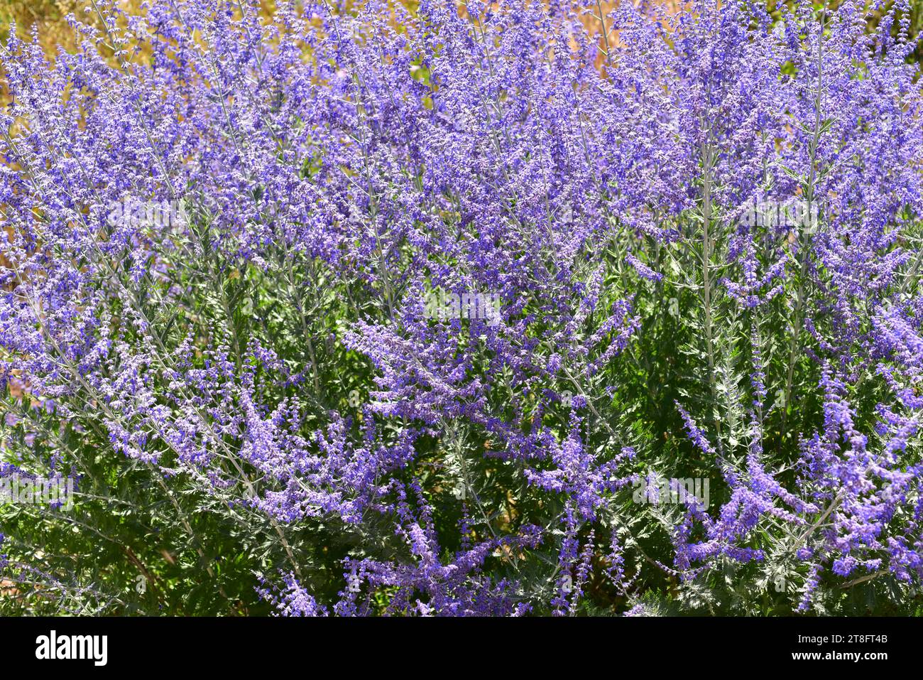 Russian sage (Perovskia atripicifolia or Salvia yangii) is a medicinal ...