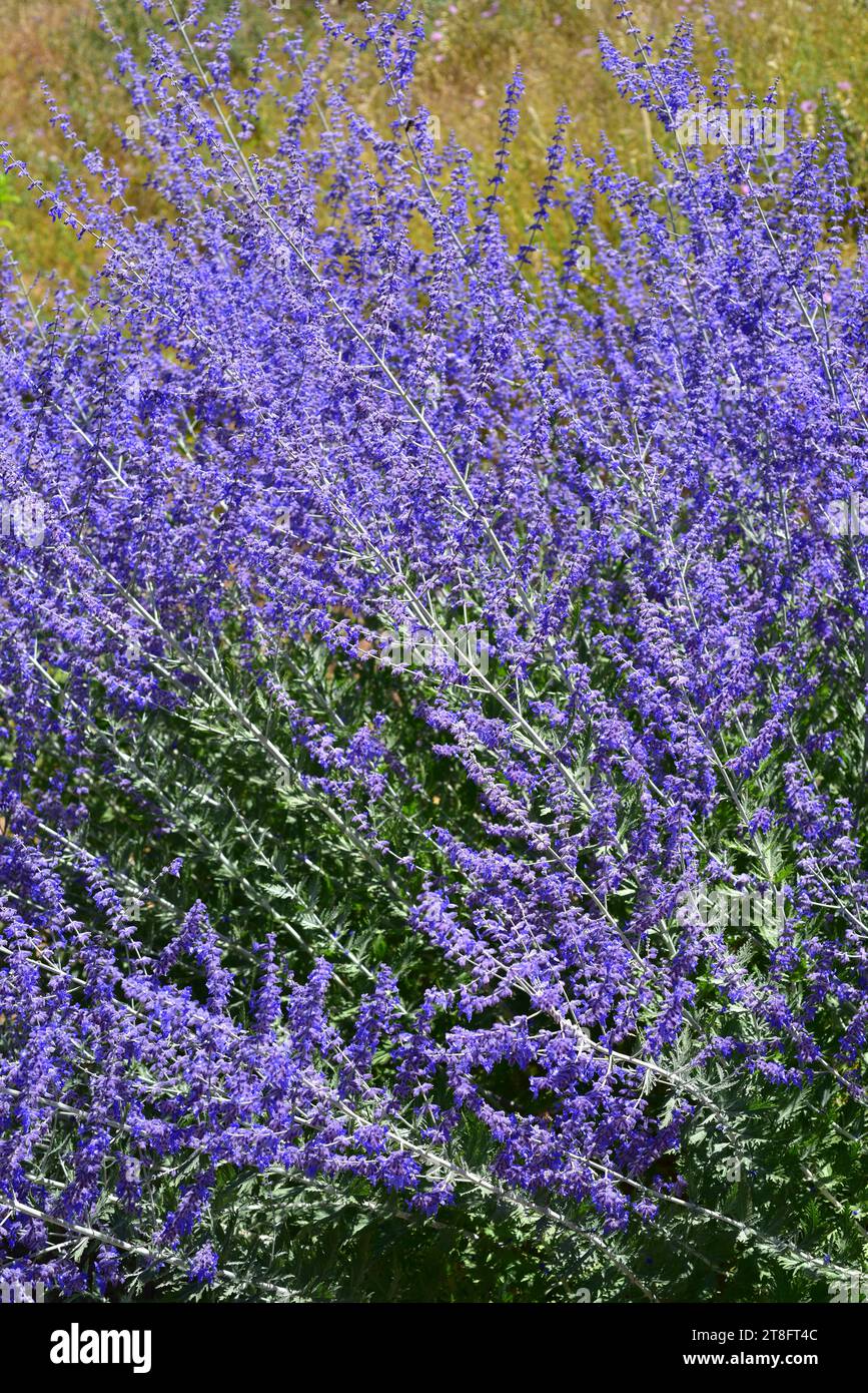 Russian sage (Perovskia atripicifolia or Salvia yangii) is a medicinal ...