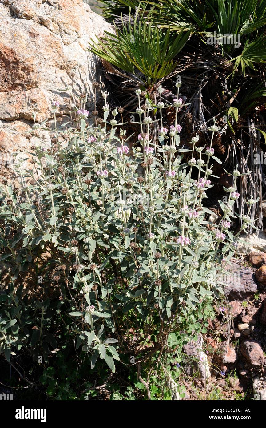 Matagallo (Phlomis purpurea) is a shrub native to south Iberian ...