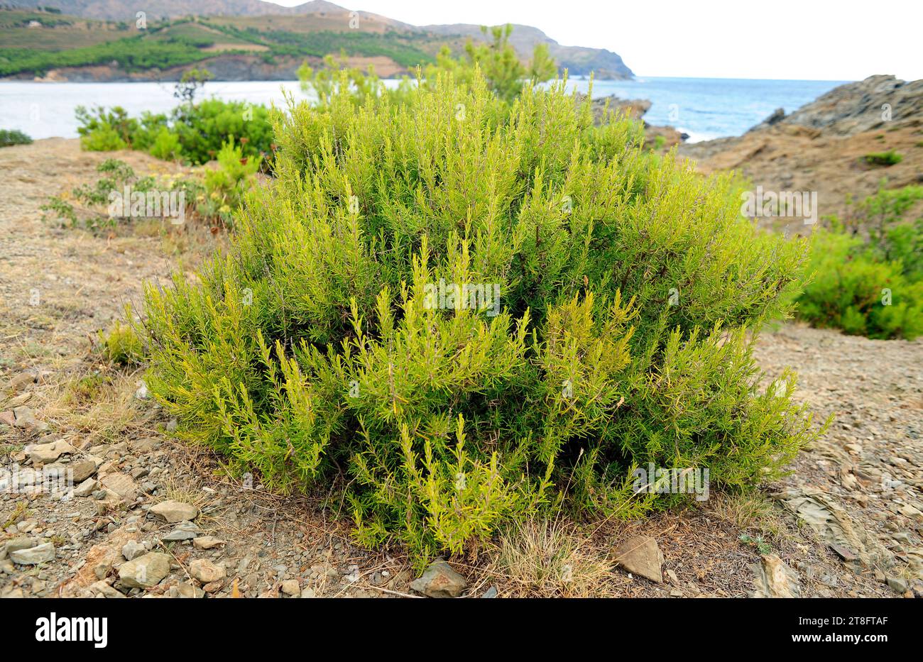 Rosemary (Salvia rosmarinus or Rosmarinus officinalis) is an aromatic ...