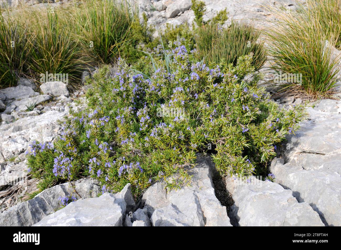 Rosemary (Salvia rosmarinus or Rosmarinus officinalis) is an aromatic ...