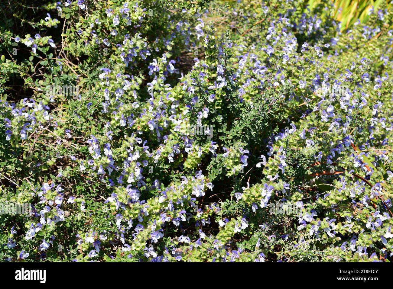 Africam sage or blue sage (Salvia africana-caerulea) is an evergreen ...