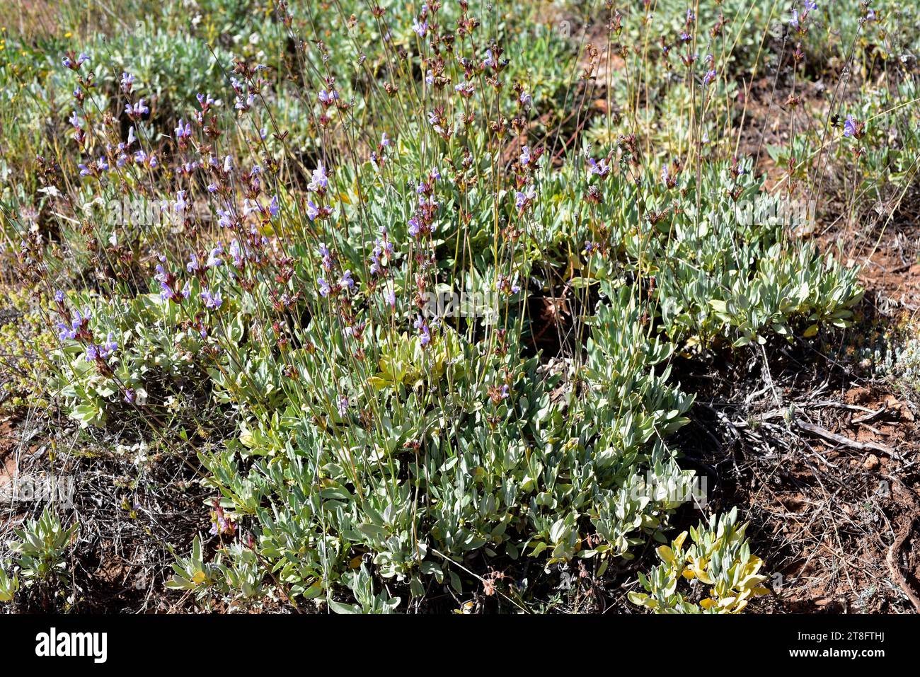 Spanish sage (Salvia lavandulifolia) is a evergreen shrub native to ...