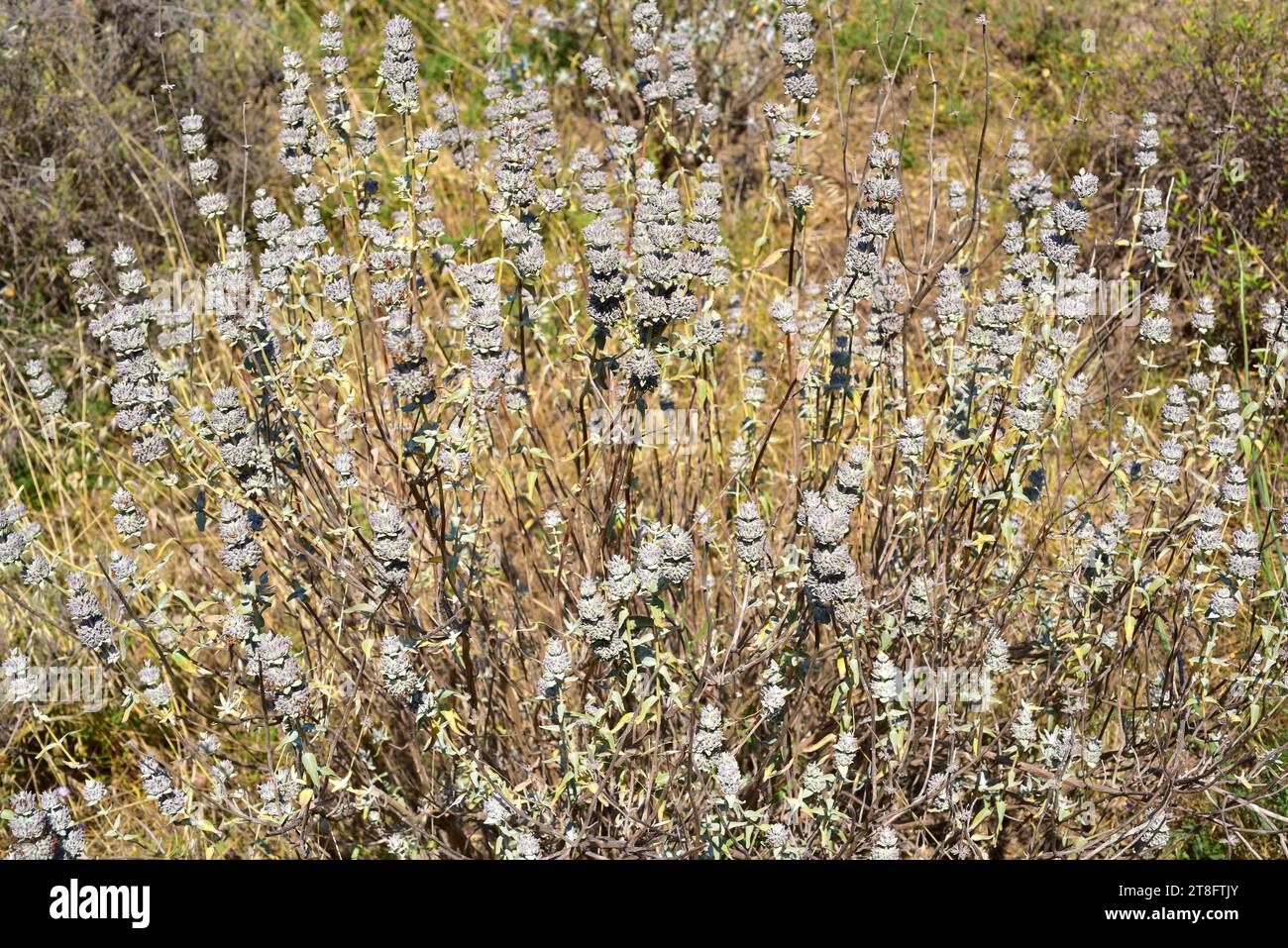Purple sage (Salvia leucophylla) is an aromatic evergreen shrub native ...