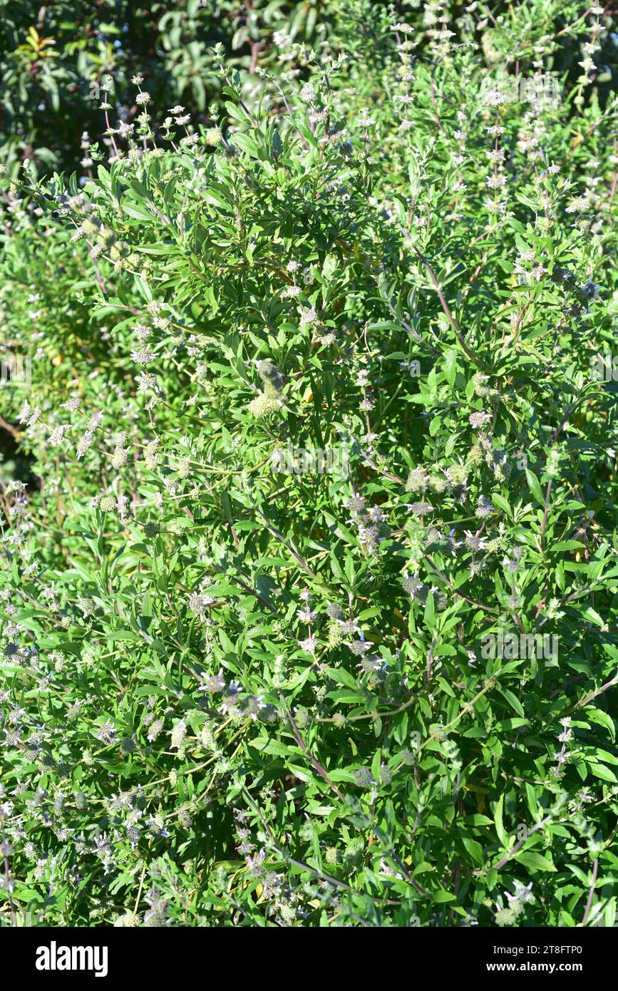 Black sage (Salvia mellifera) is an aromatic and medicinal evergreen ...