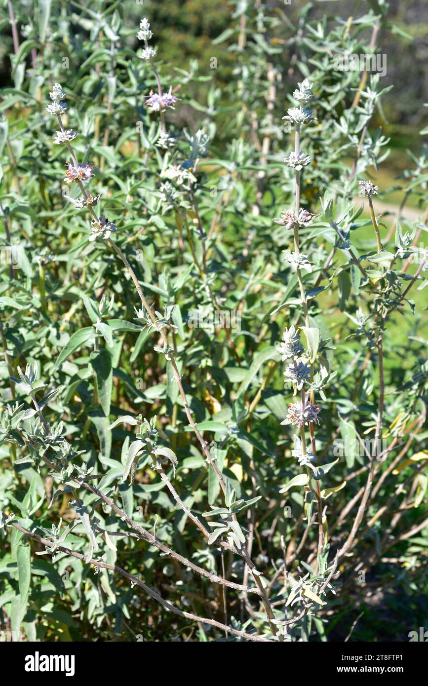Black sage (Salvia mellifera) is an aromatic and medicinal evergreen ...