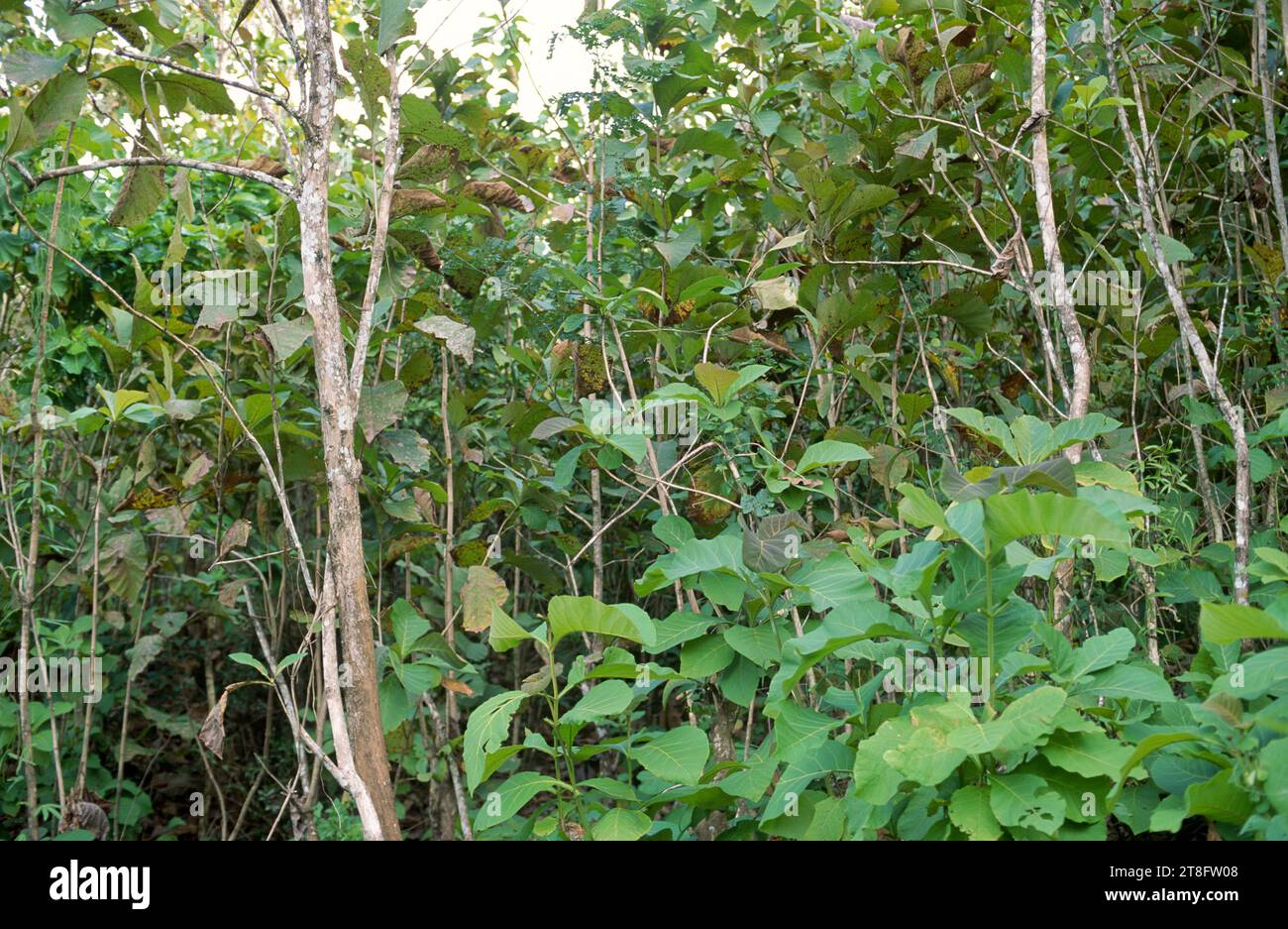 Teak (Tectona grandis) is a deciduous tree native to Asia. Its wood is ...