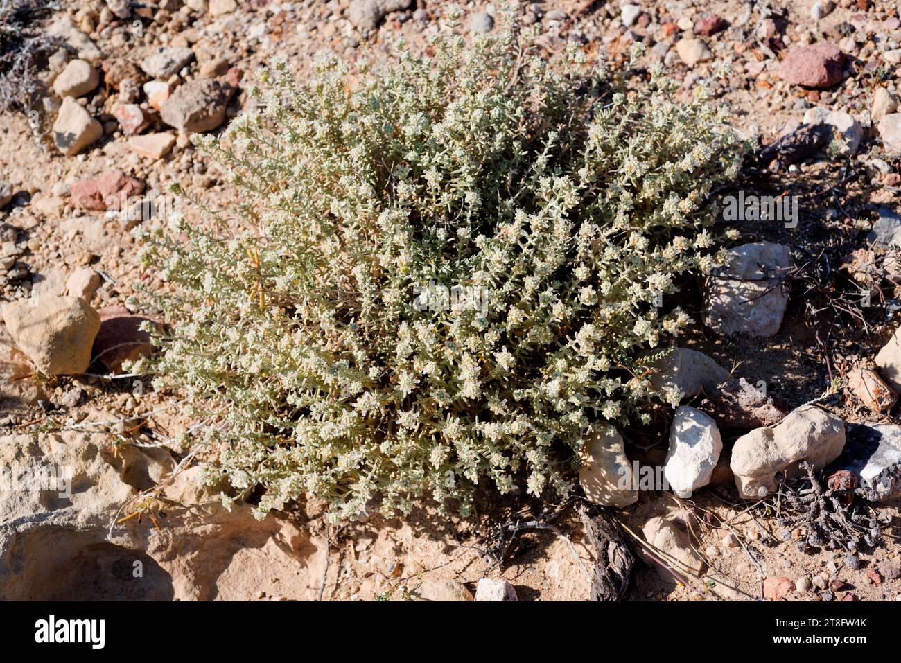 Teucrium dunense is a perennial plant native to coasts of southern and ...