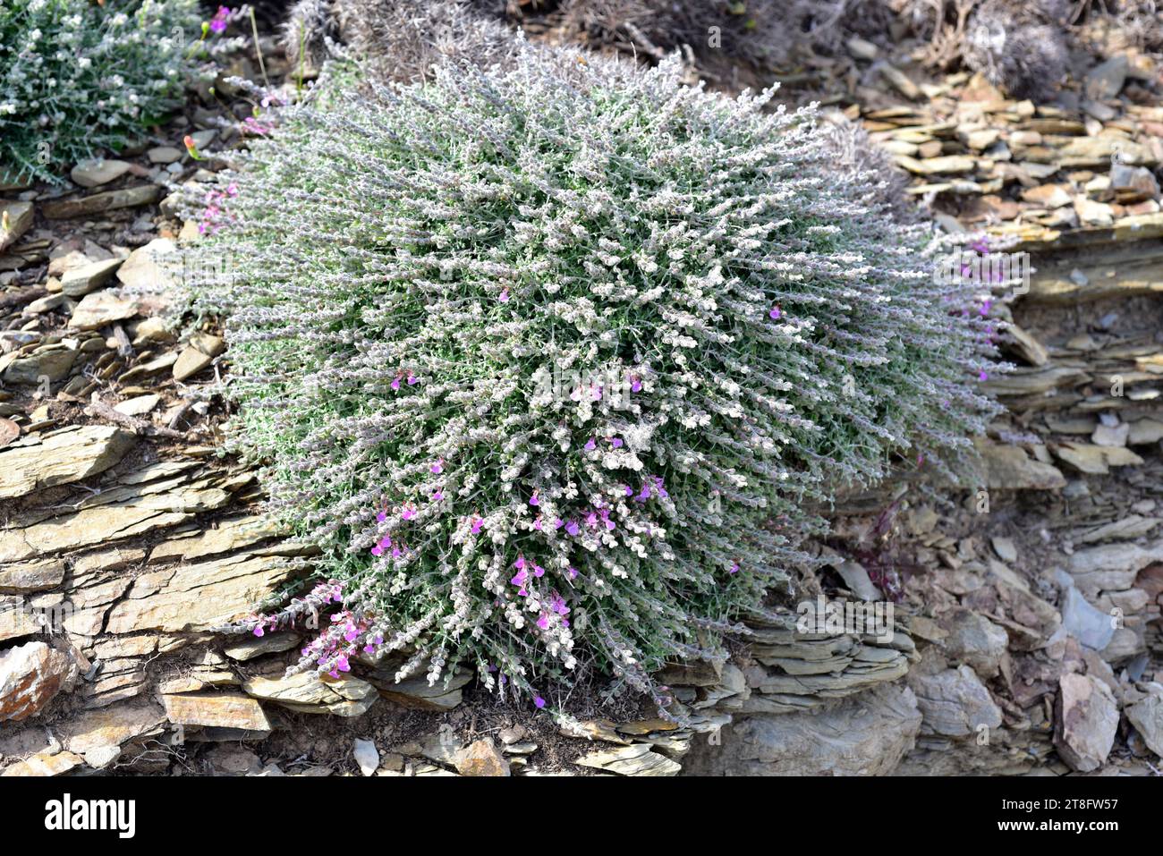 Endemic to the balearic islands hi-res stock photography and images - Alamy