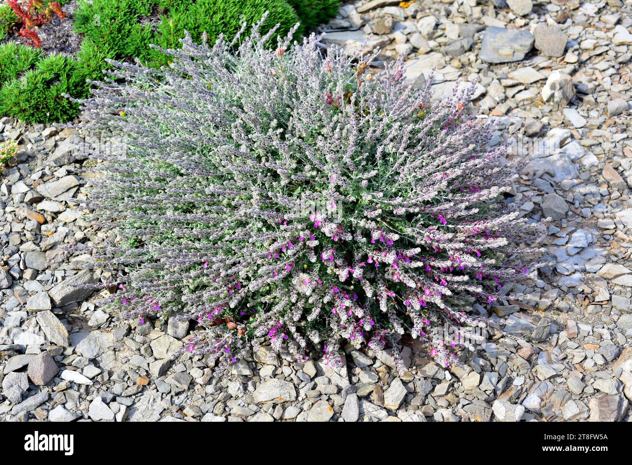 Endemic to the balearic islands hi-res stock photography and images - Alamy