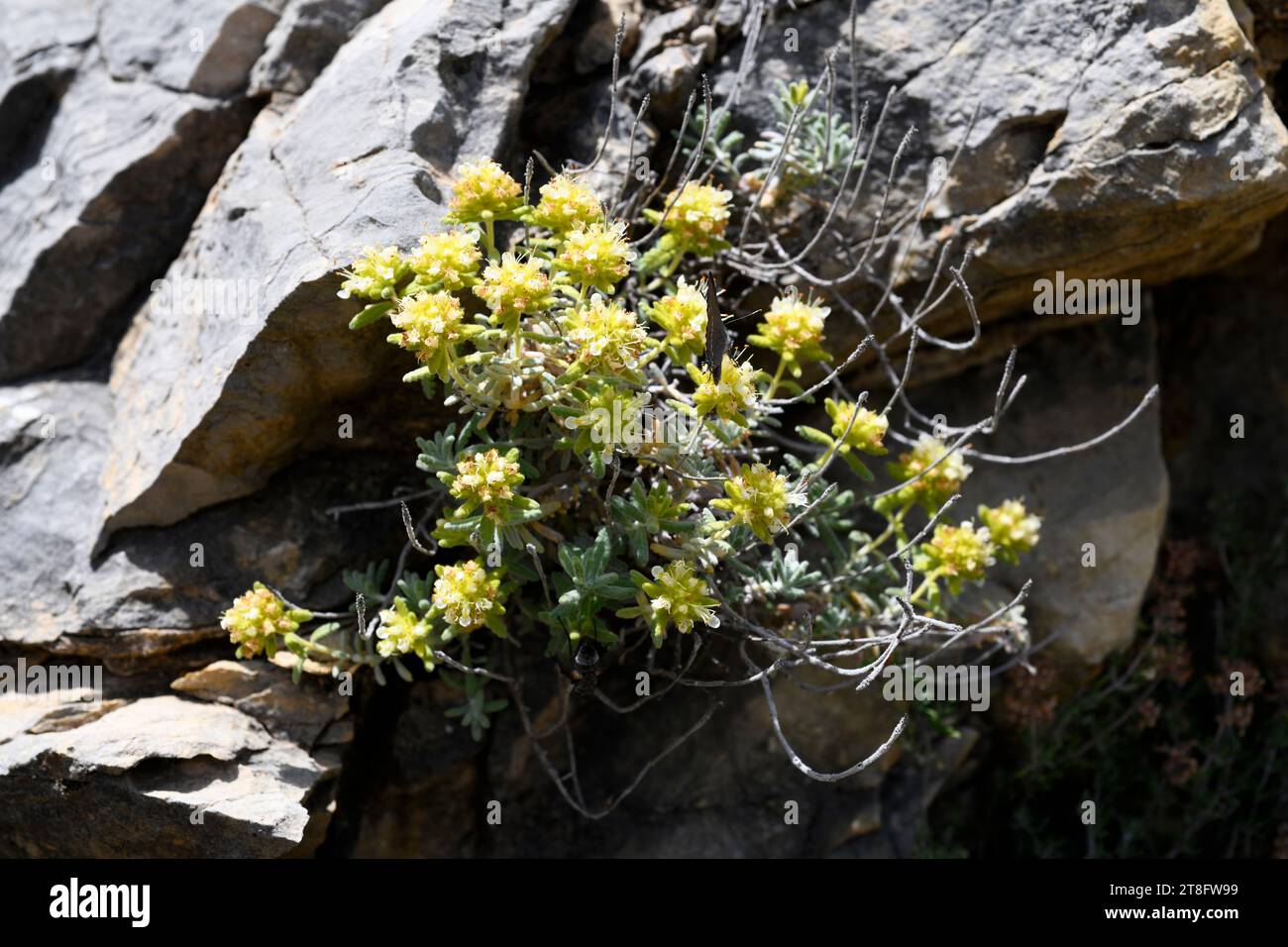 Felty germander (Teucrium polium aureum) is a subshrub native to ...