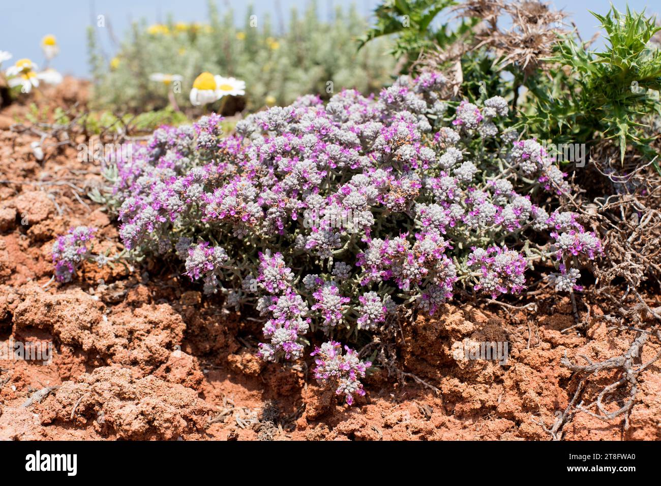 Teucrium polium capitatum is a subshrub native to west Mediterranean ...