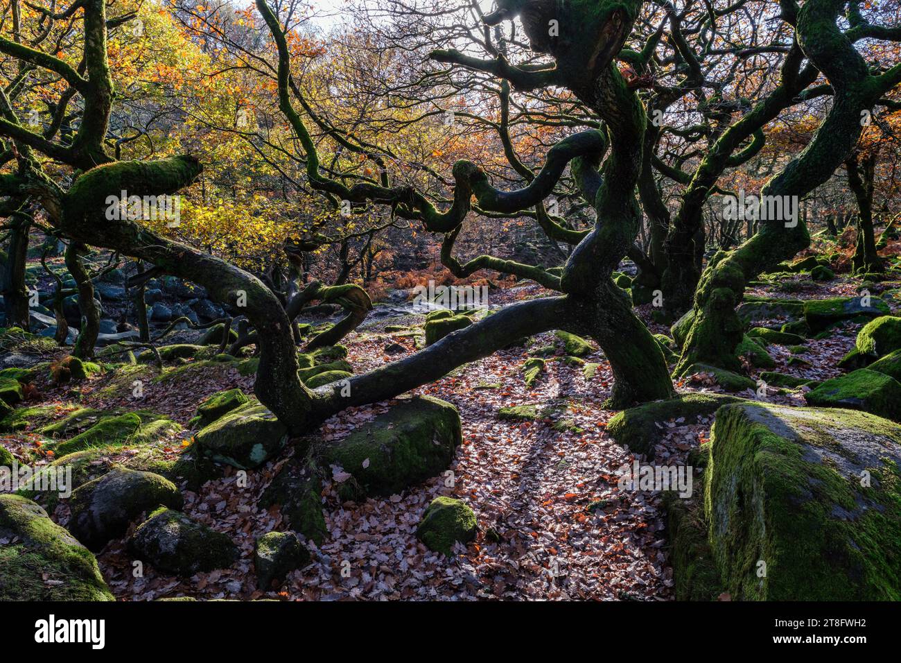 Autumn in Padley Gorge, Peak District National Park, Derbyshire Stock ...