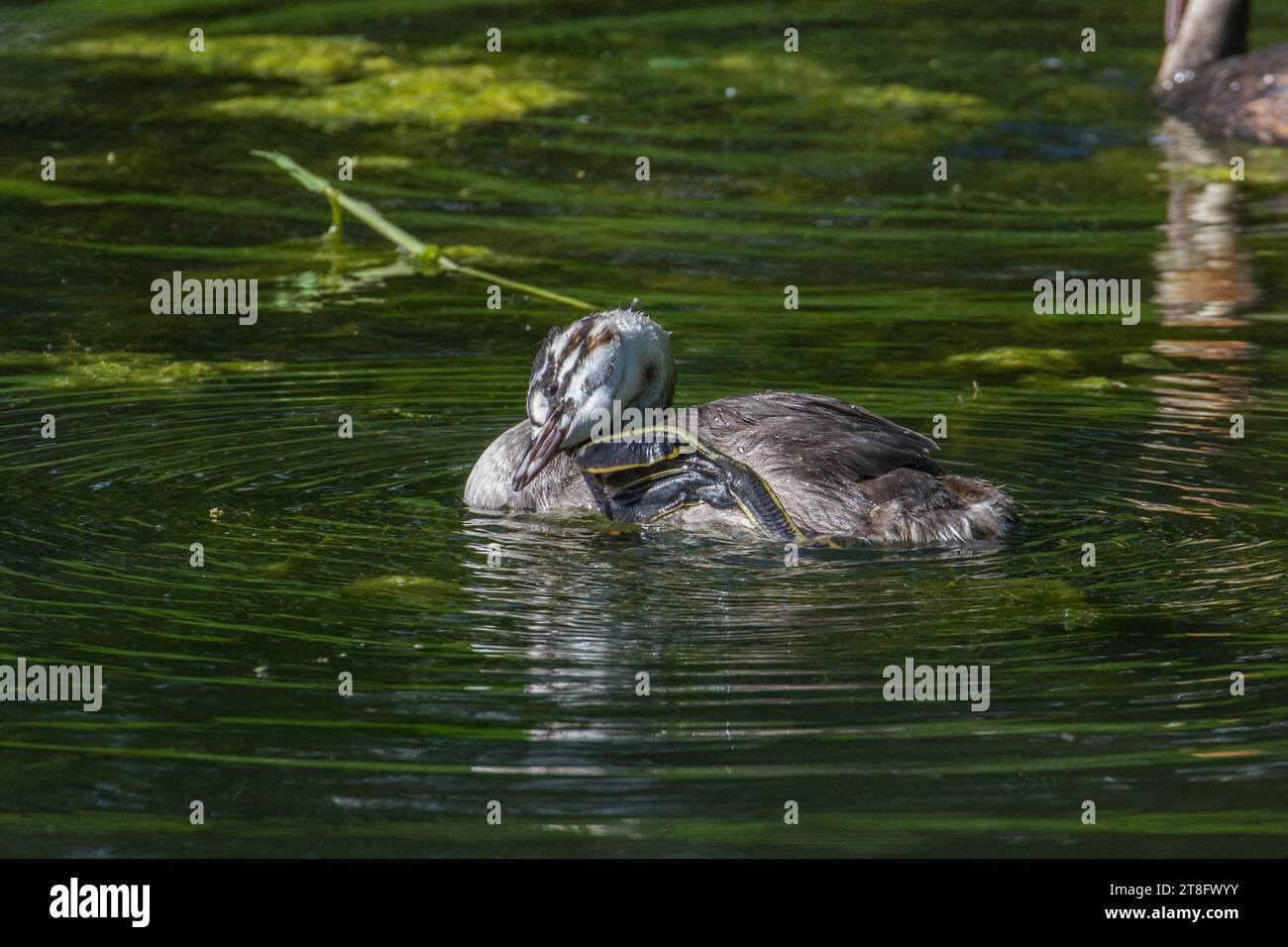 Crested grebe chick hi-res stock photography and images - Alamy