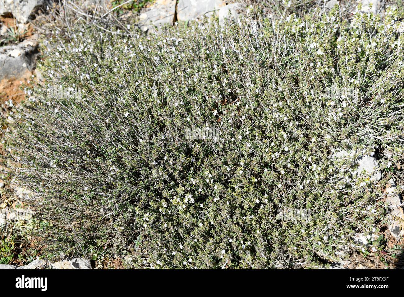 Tomillo fino (Thymus zygis) is an aomatic shrub native to Iberian ...