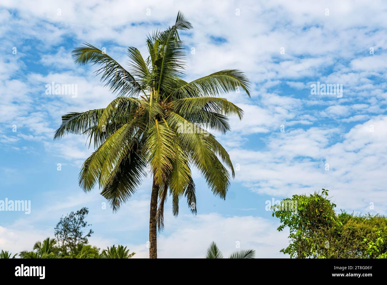 coconut trees palms against the blue sky of India Stock Photo - Alamy
