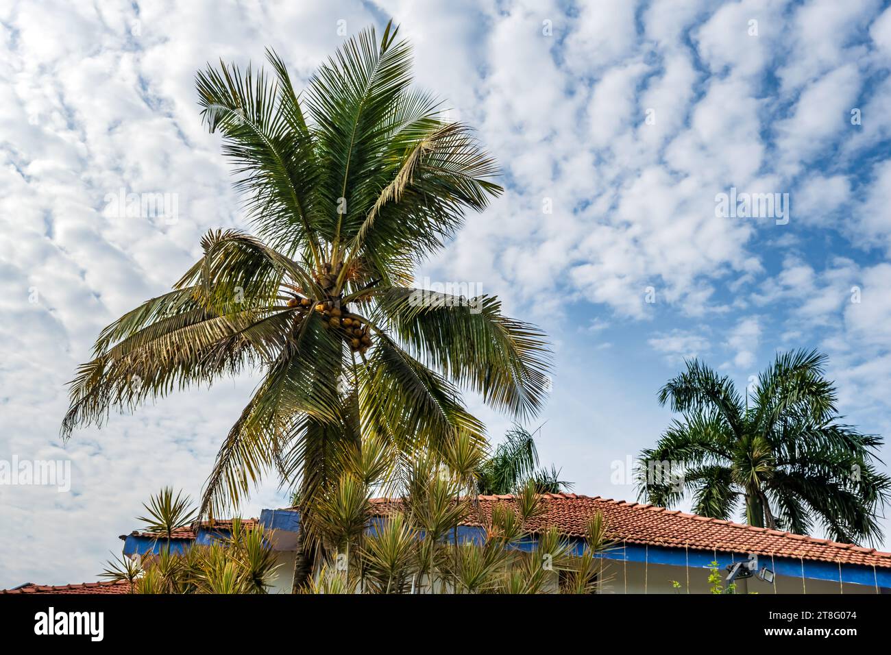 coconut trees palms against the blue sky of India Stock Photo - Alamy