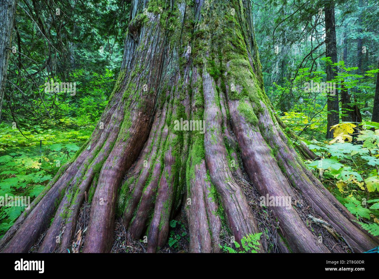 Giant red cedar tree in hi-res stock photography and images - Alamy
