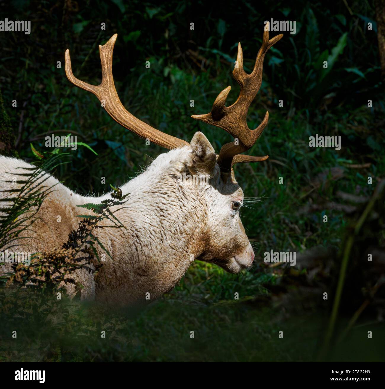 White Fallow Deer stag Dama dama sheltering in dense woodland in ...