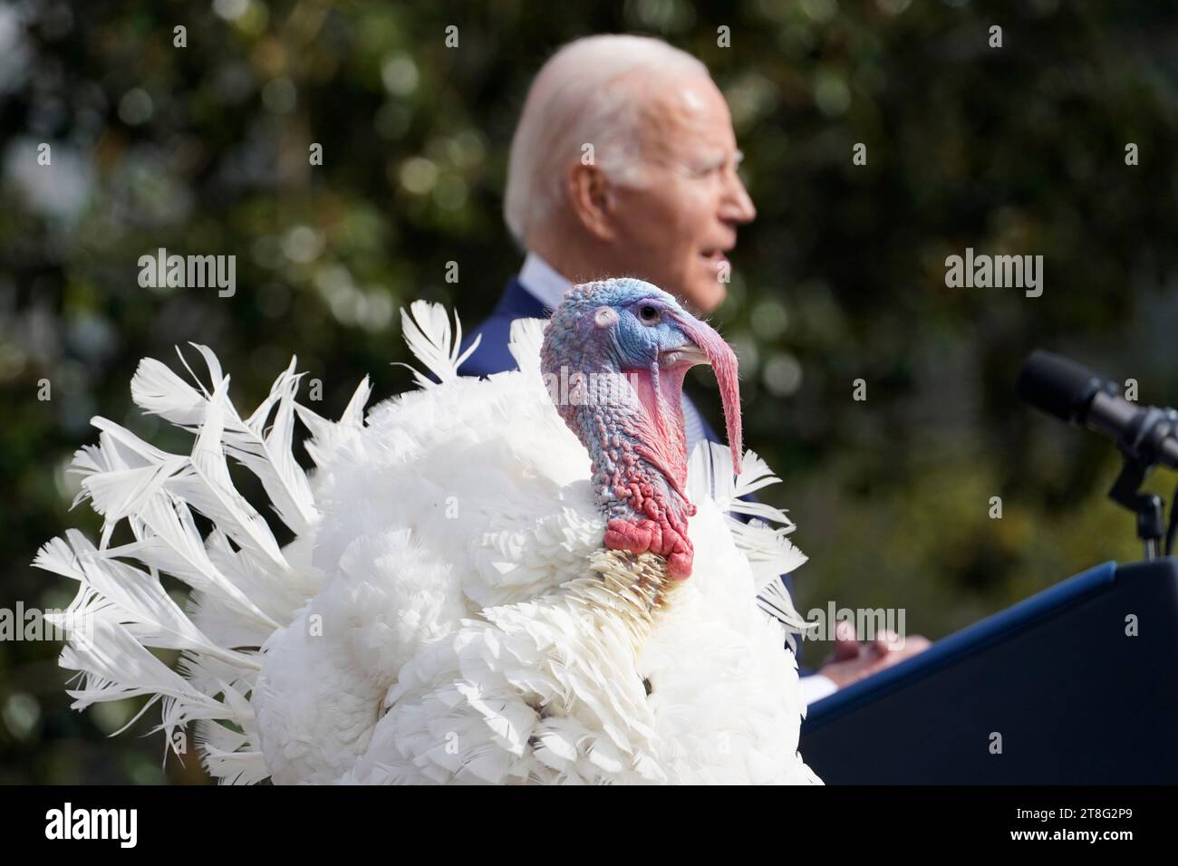 President Joe Biden pardons the national Thanksgiving turkeys, Liberty ...