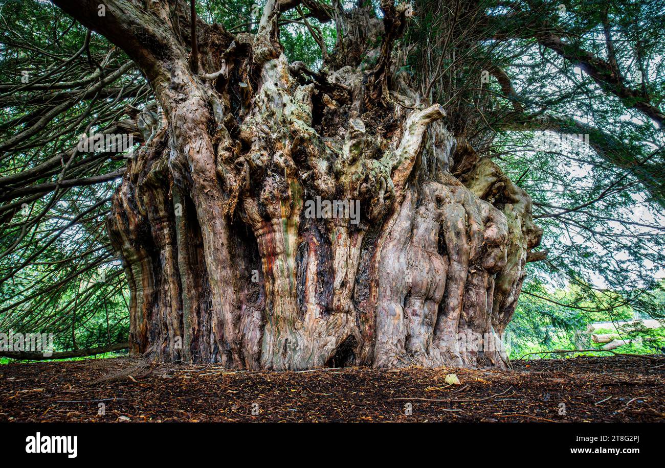 The ancient Ankerwycke Yew near Wraysbury in Berkshire UK a 1500 ...
