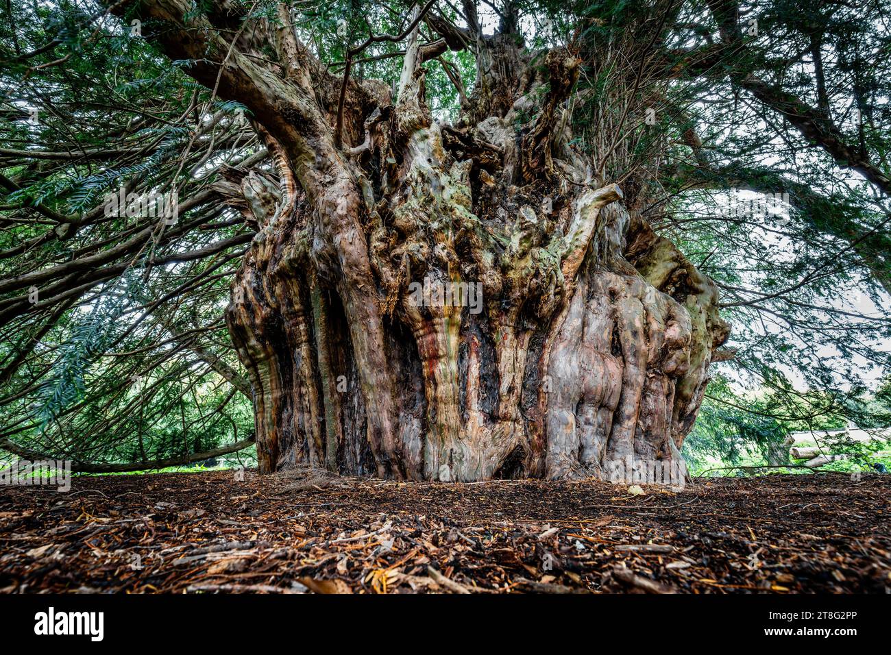 The ancient Ankerwycke Yew near Wraysbury in Berkshire UK a 1500 ...