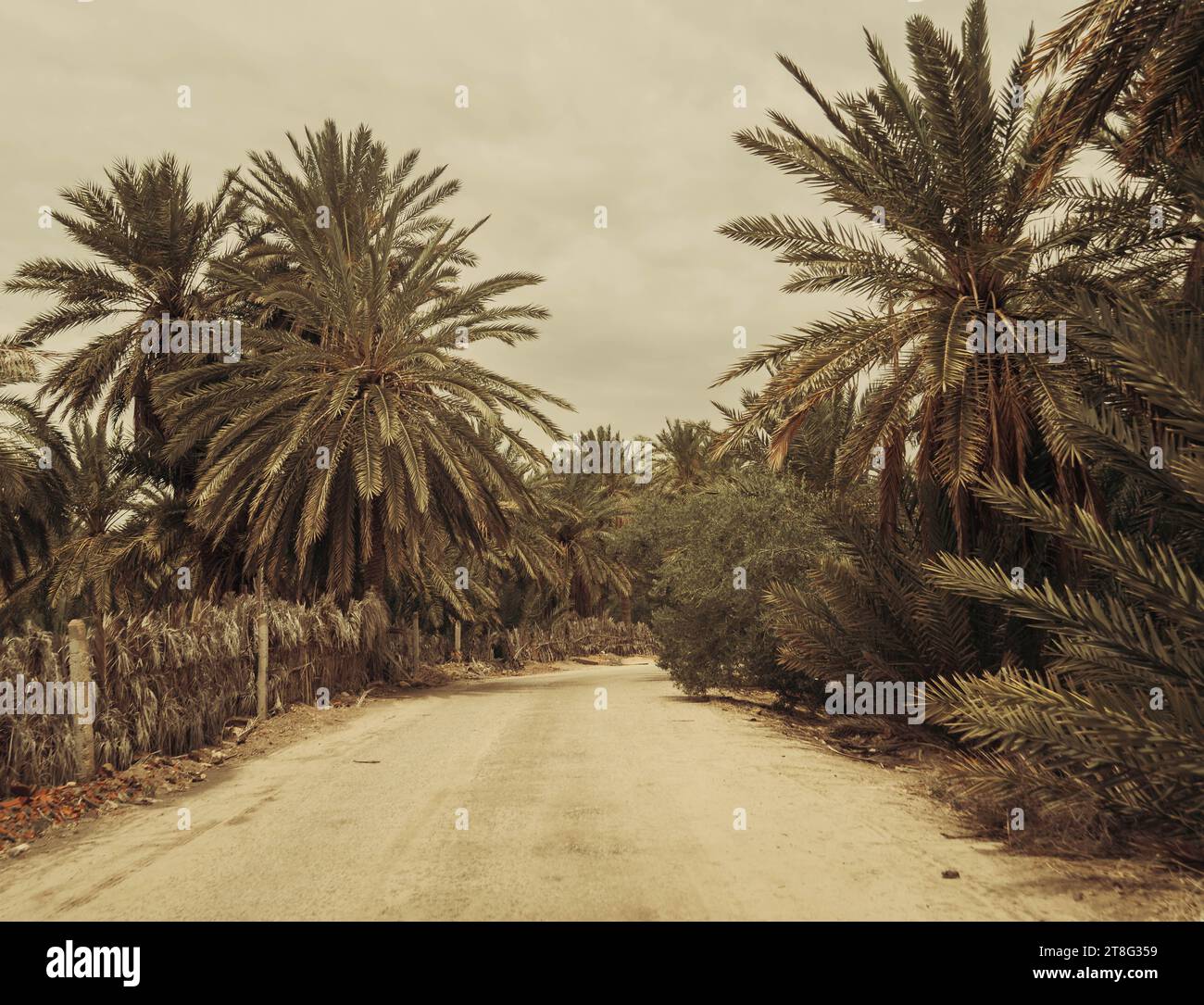 The dusty rural road through the palm tree farm plantation in Africa ...