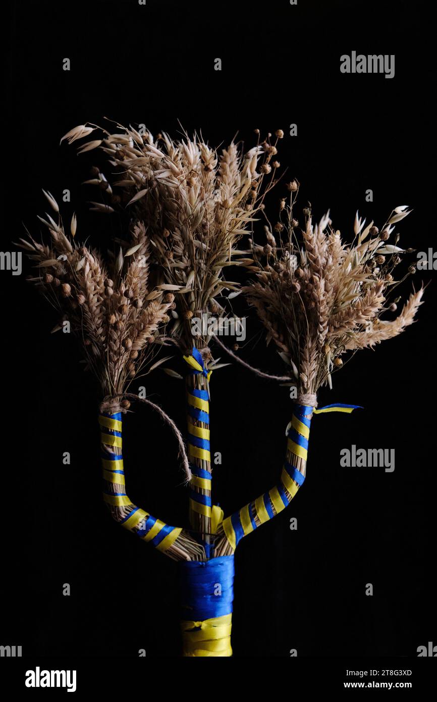 A trident made of dry wheat on a black background. The trident is ...