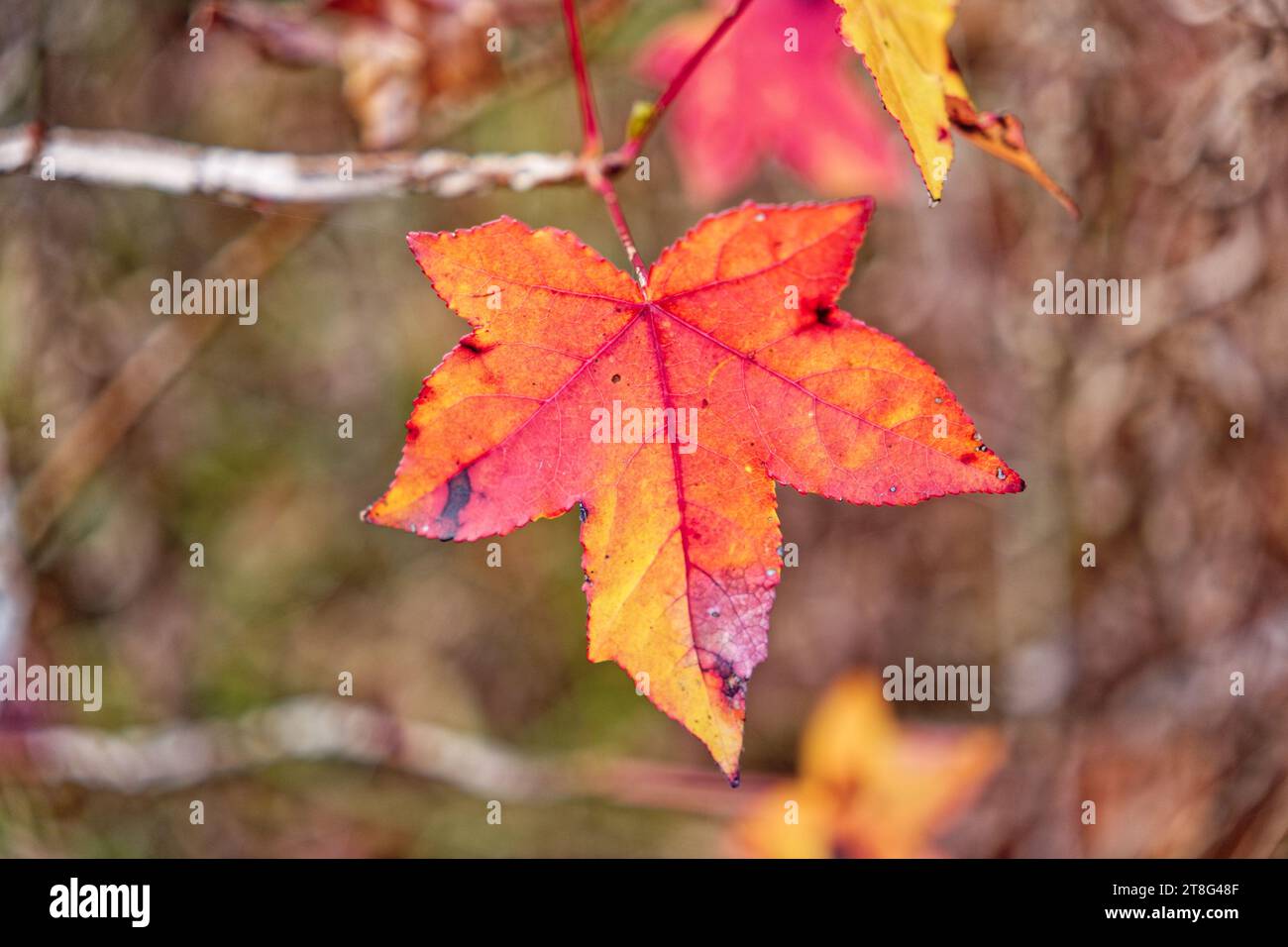 Bright multicolored sweet gum tree leaf turning colors in autumn still ...