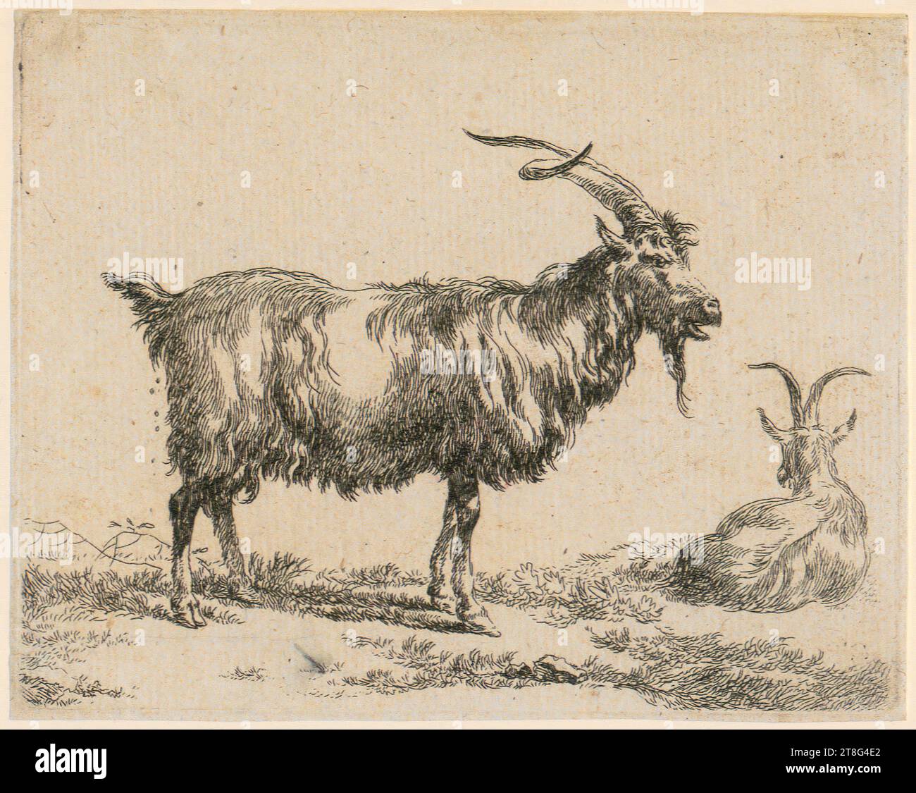 Nicolaes Berchem (1620 um - 1683), Goat in profile to the right, behind ...