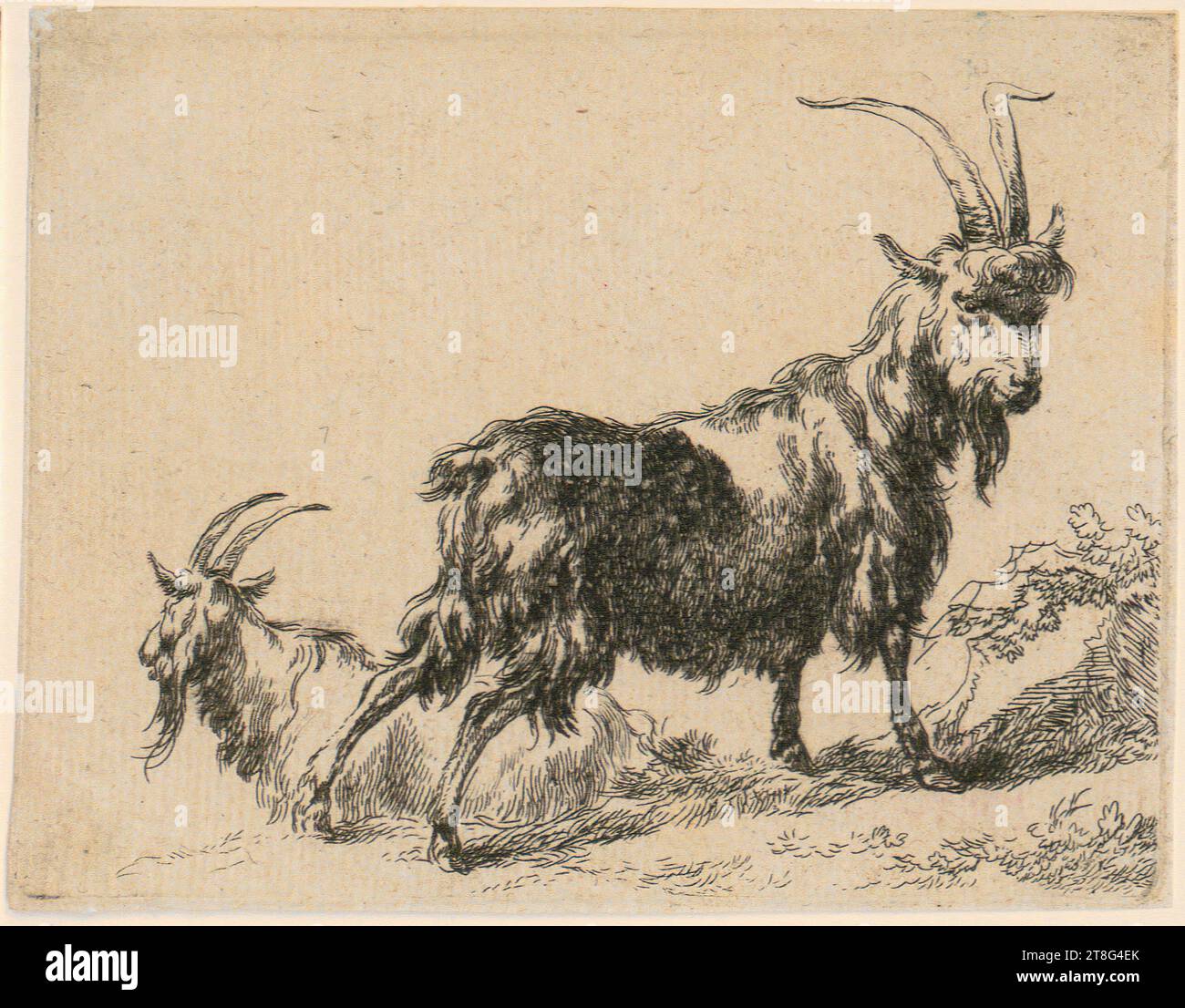 Second lying goat hi-res stock photography and images - Alamy