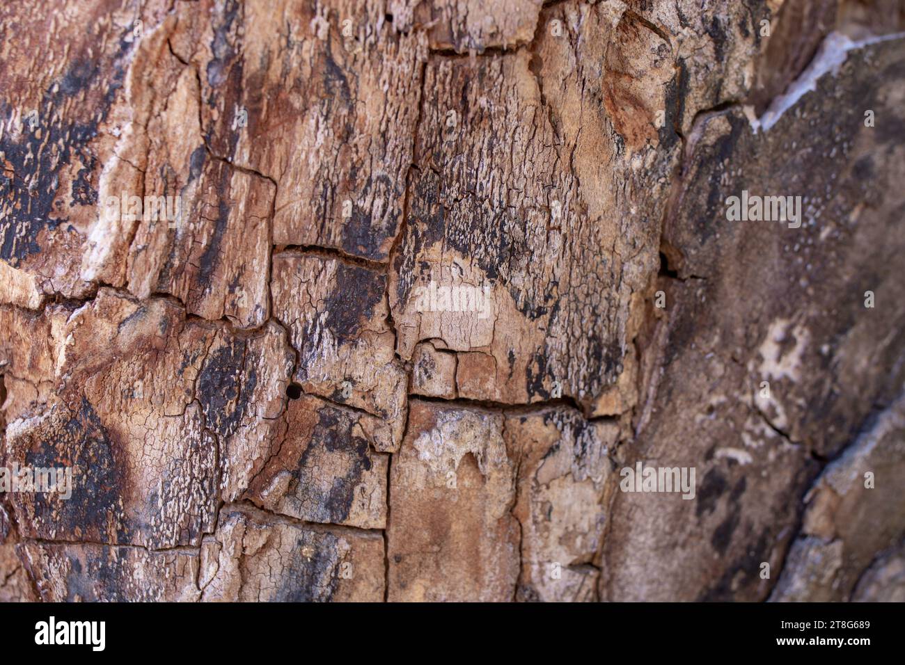 Termite wood texture hi-res stock photography and images - Alamy