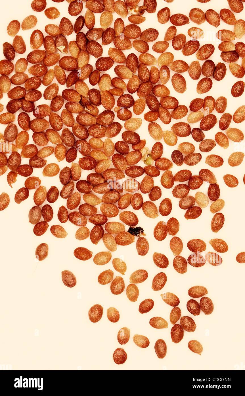 Actinidia polygama 'Silver Vine' SEEDS Stock Photo - Alamy