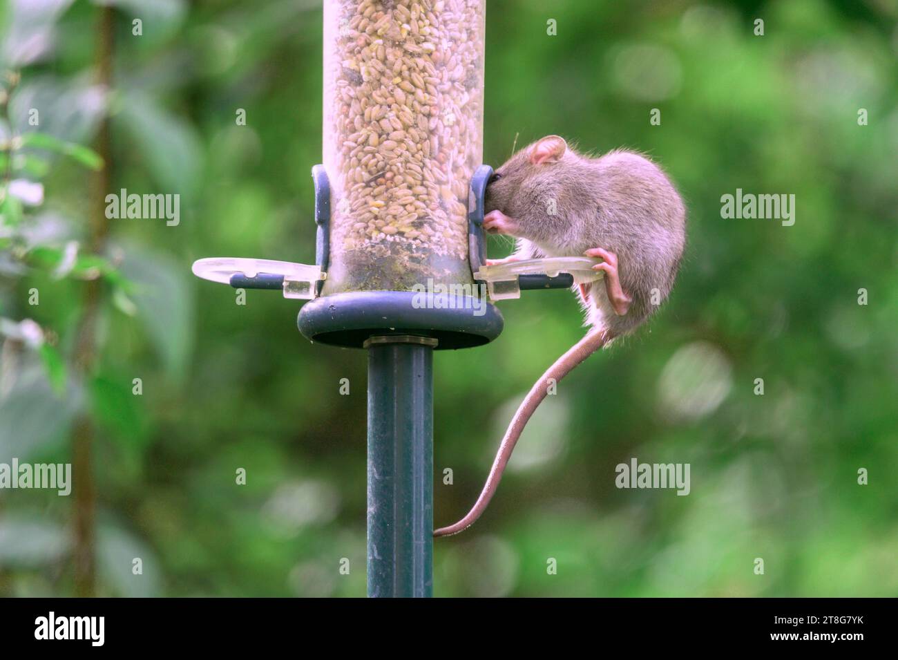 Rat at bird feeder hi-res stock photography and images - Alamy