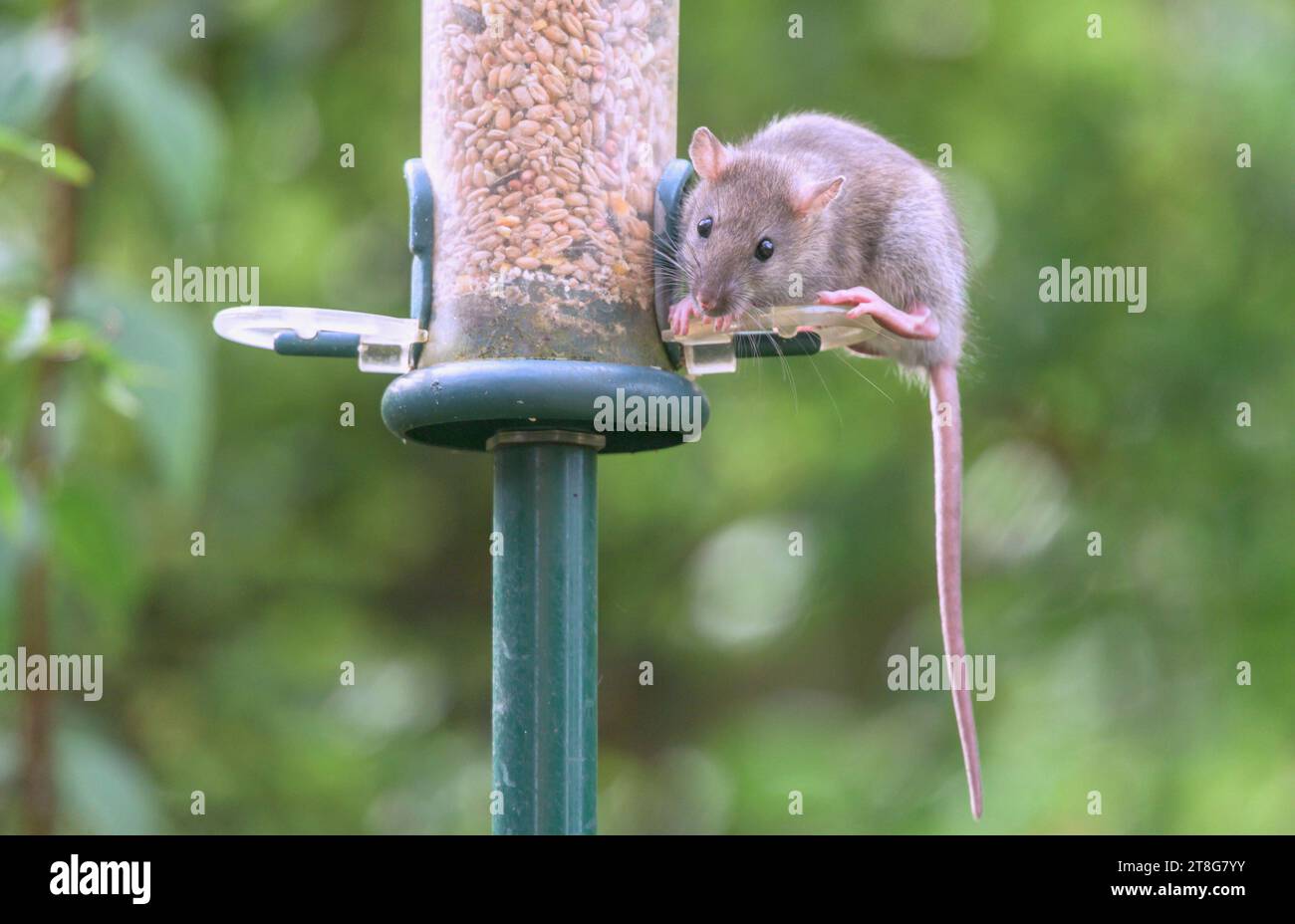 Rat at bird feeder hi-res stock photography and images - Alamy