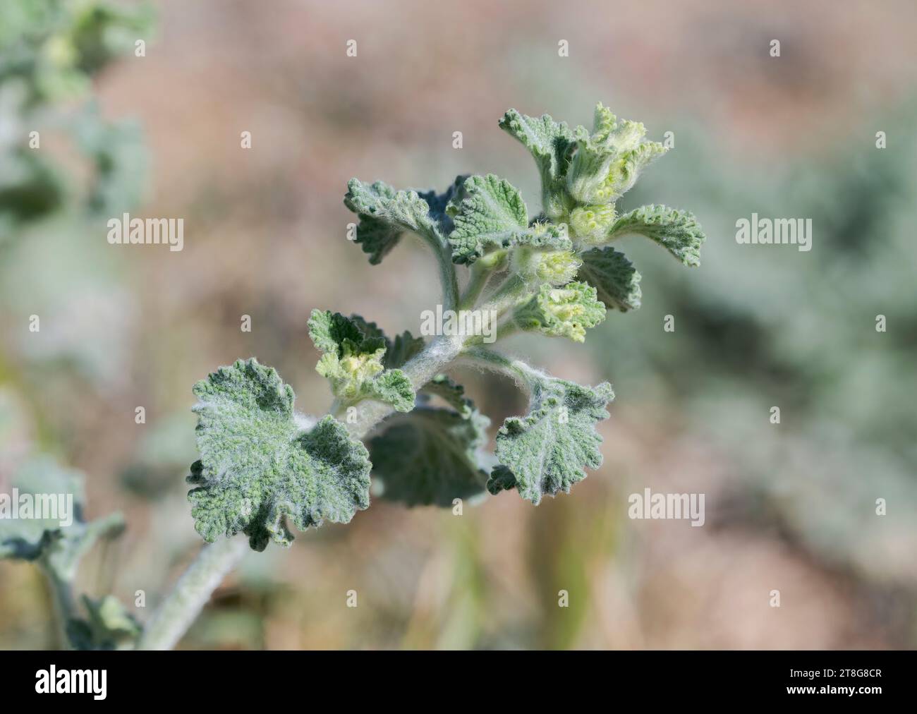 White horehound, Marrubium vulgare. It is a popular dietary supplement ...