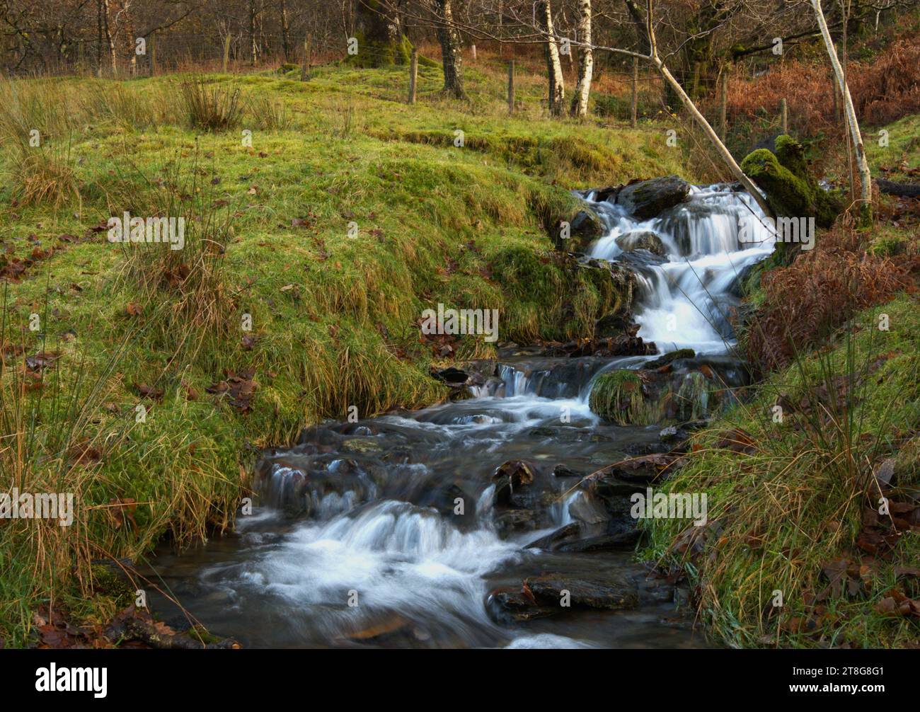 Forest stream in the Dyfi Forest Wales UK Stock Photo - Alamy