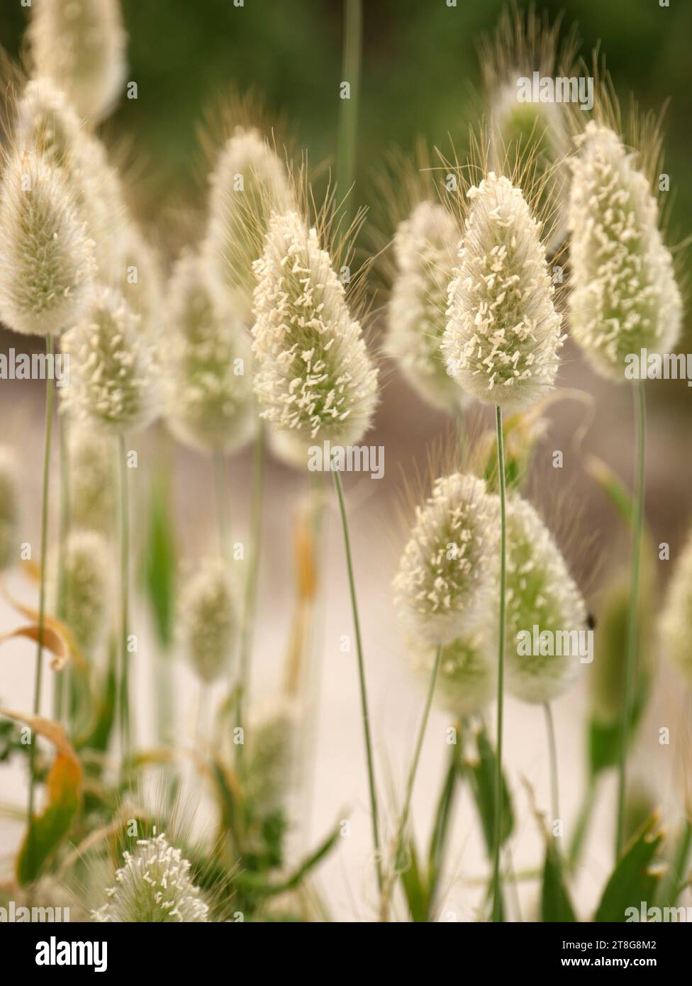 Bunnytail plant hi-res stock photography and images - Alamy