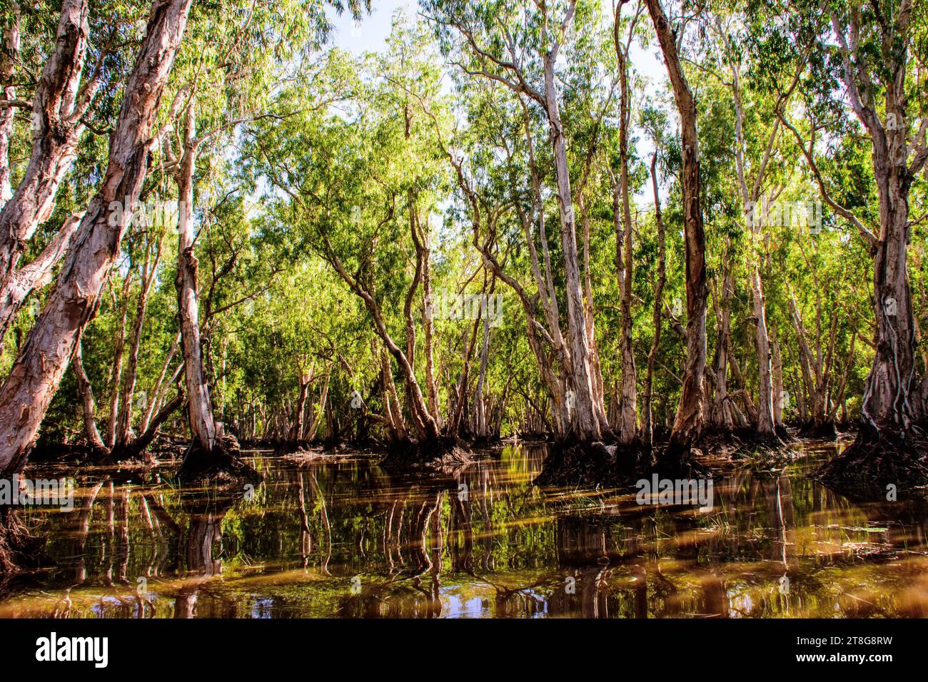 stunning views of the Mary river landscape in the Northern Territories ...