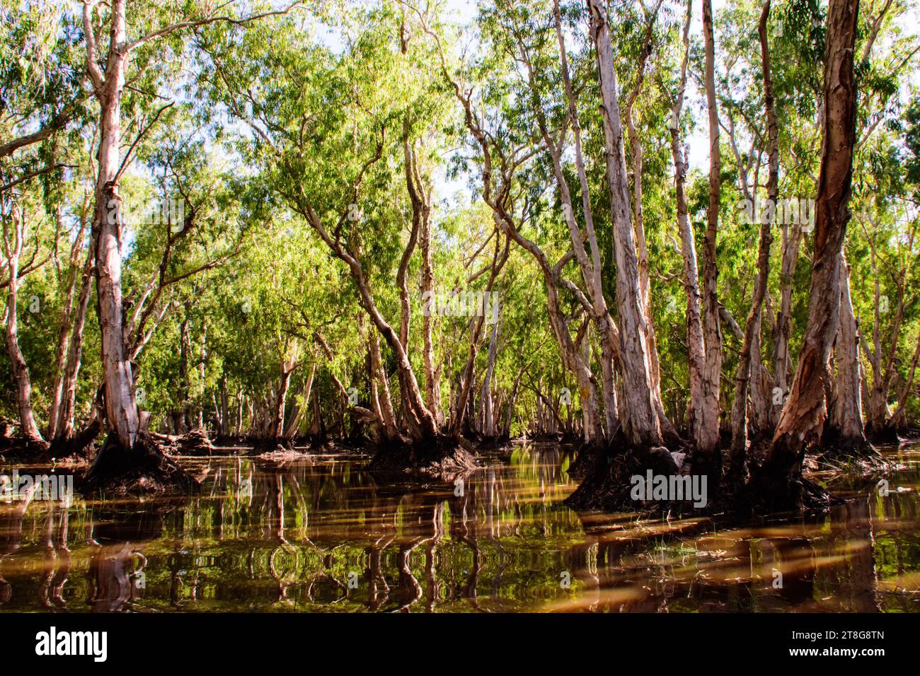 stunning views of the Mary river landscape in the Northern Territories ...