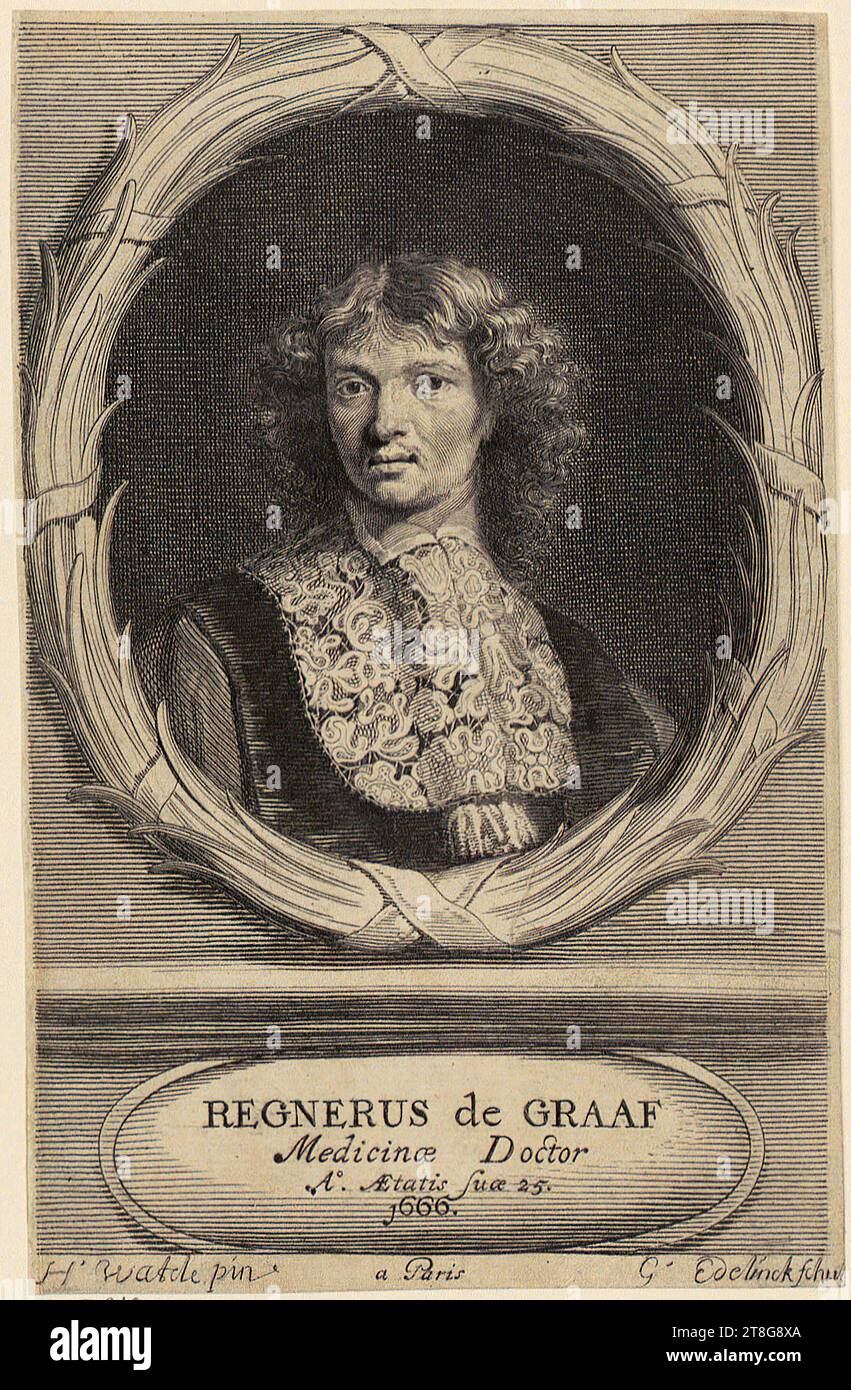 Lower center regnerus de graaf hi-res stock photography and images - Alamy